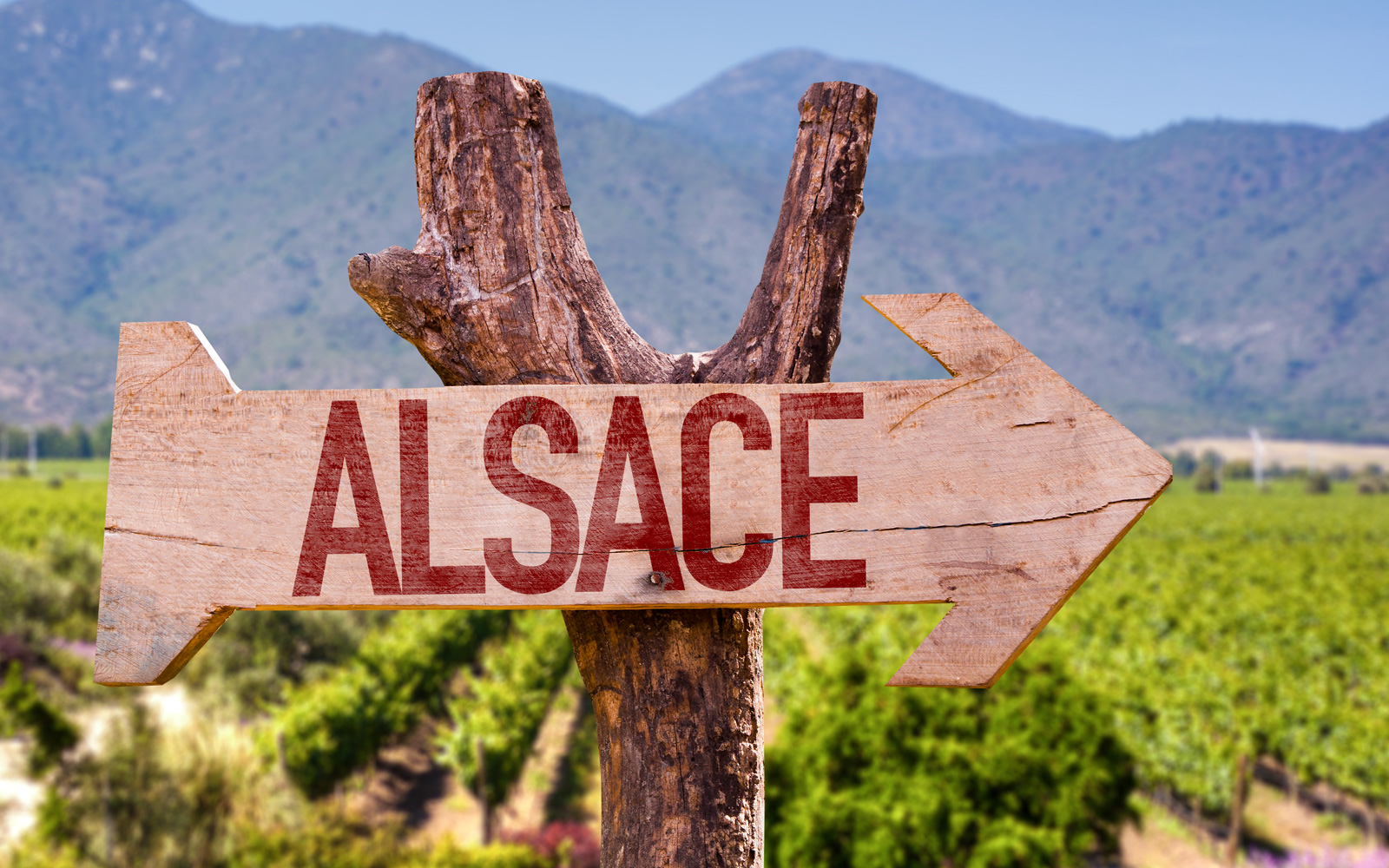 Alsace - solera.no