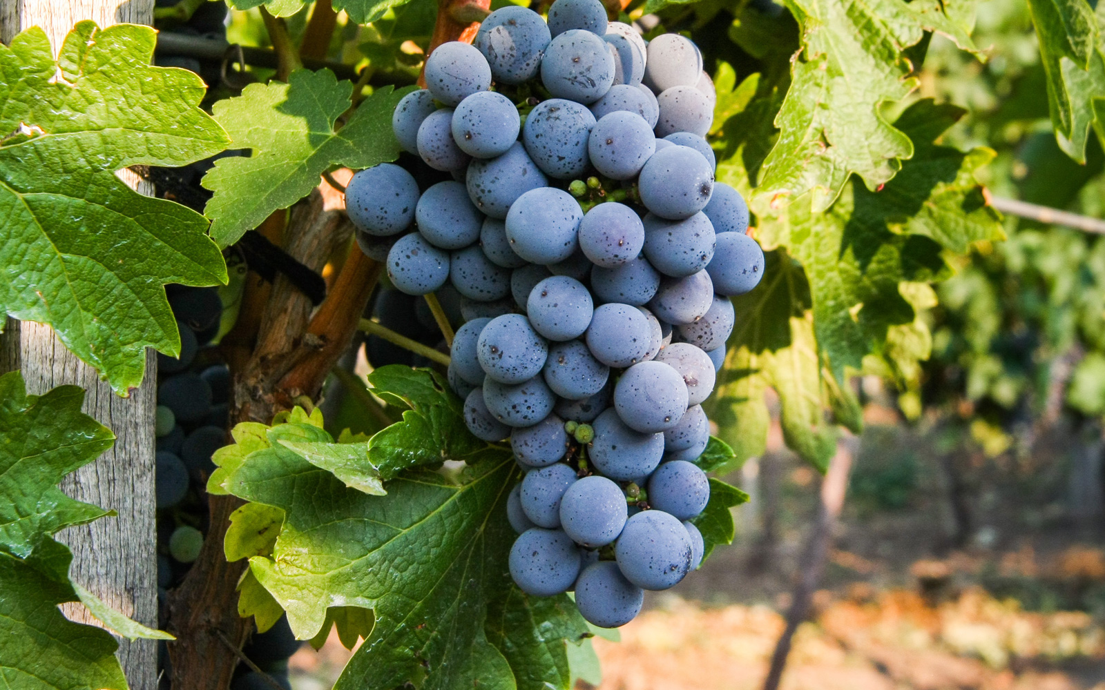 Cabernet Sauvignon Druetyper Cabernet Sauvignon