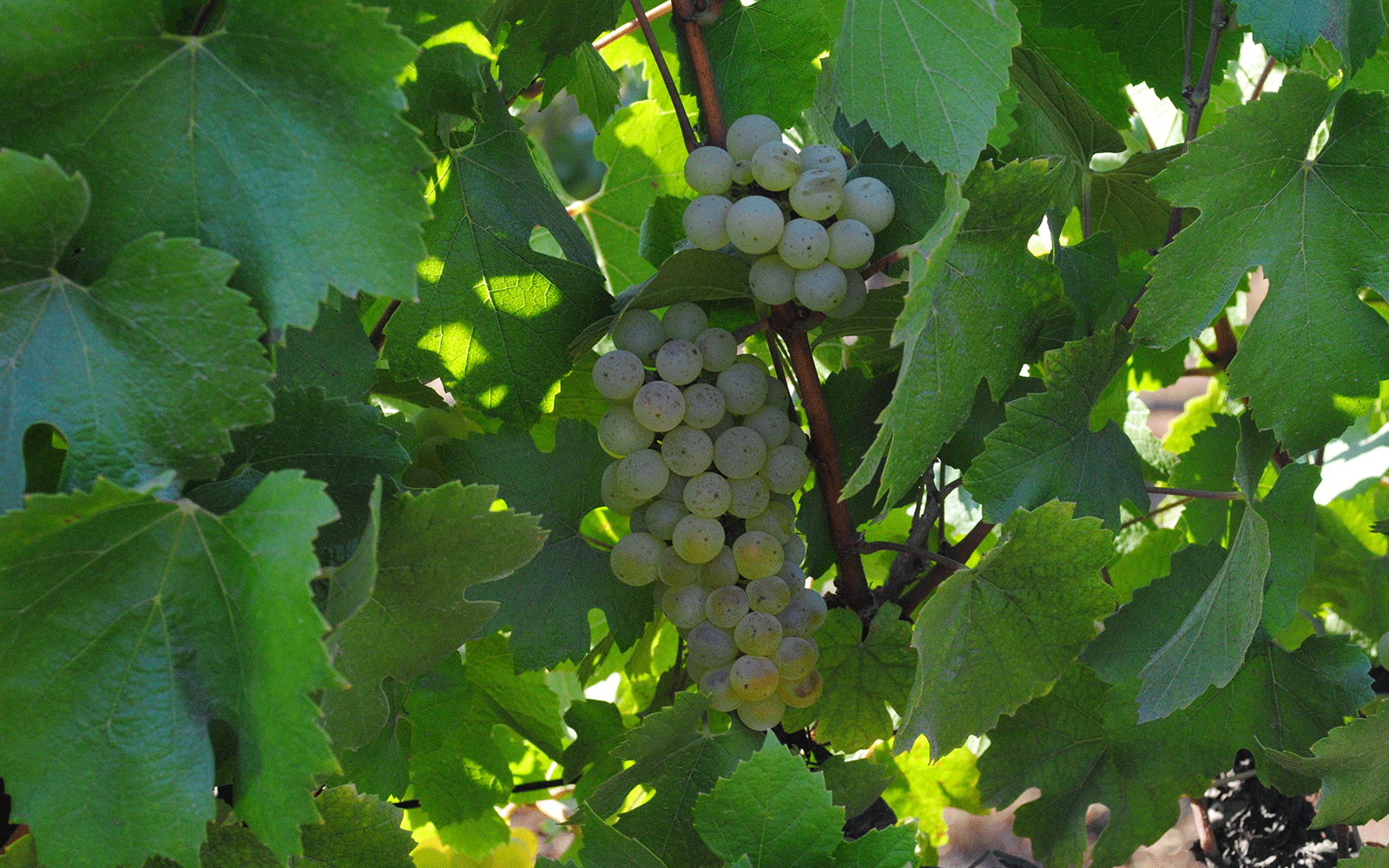 Chardonnay - Chardonnay druer - Alt om Chardonnay