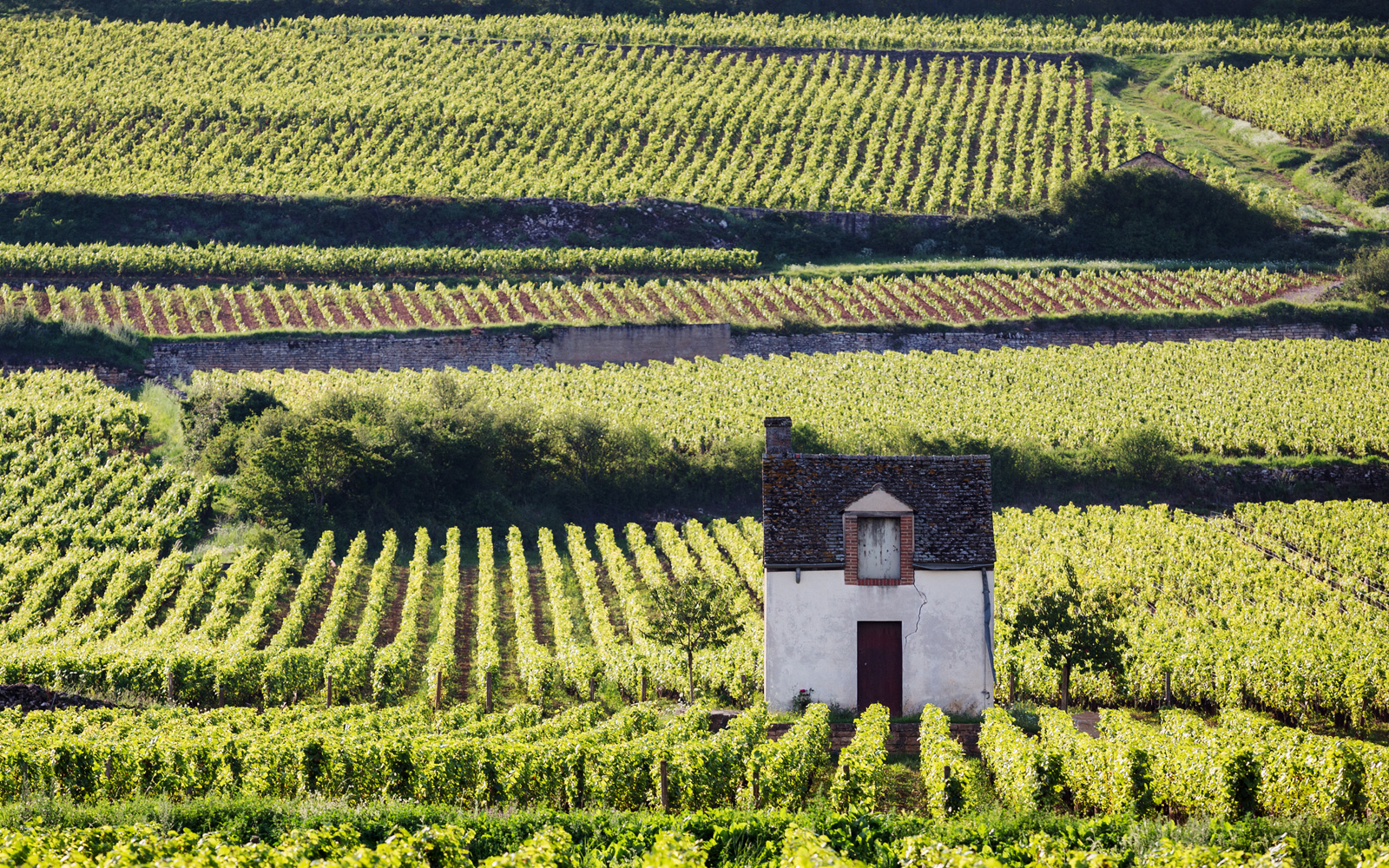 Burgund - Vin fra Burgund - Burgunder vin