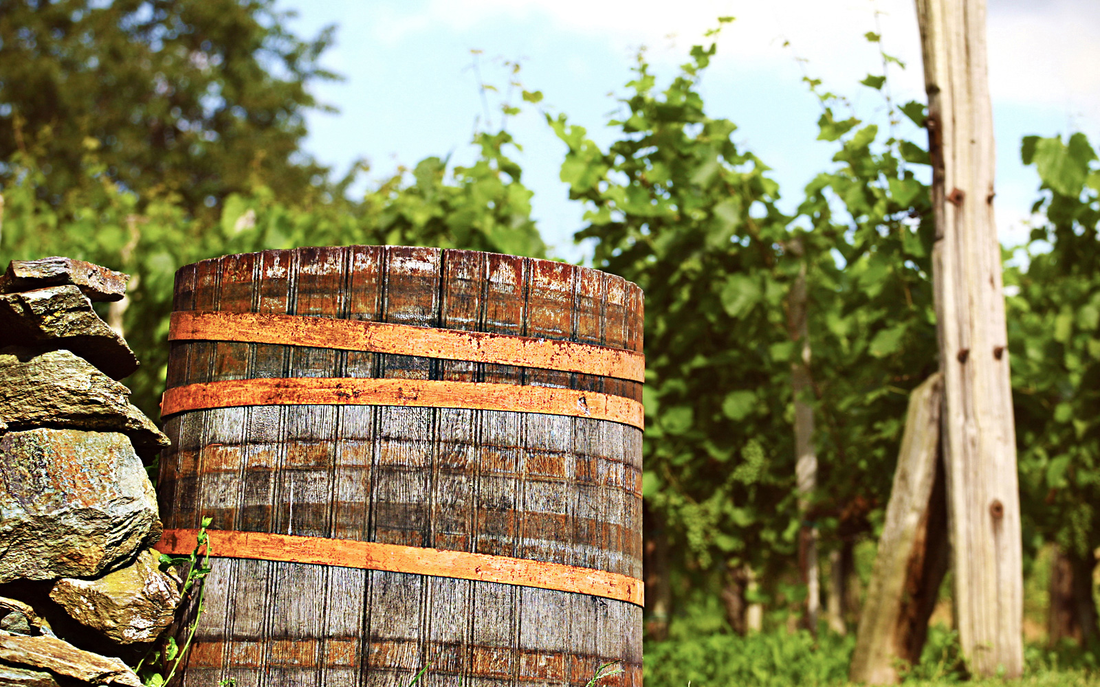 Vinens historie - historie om vin fra verden