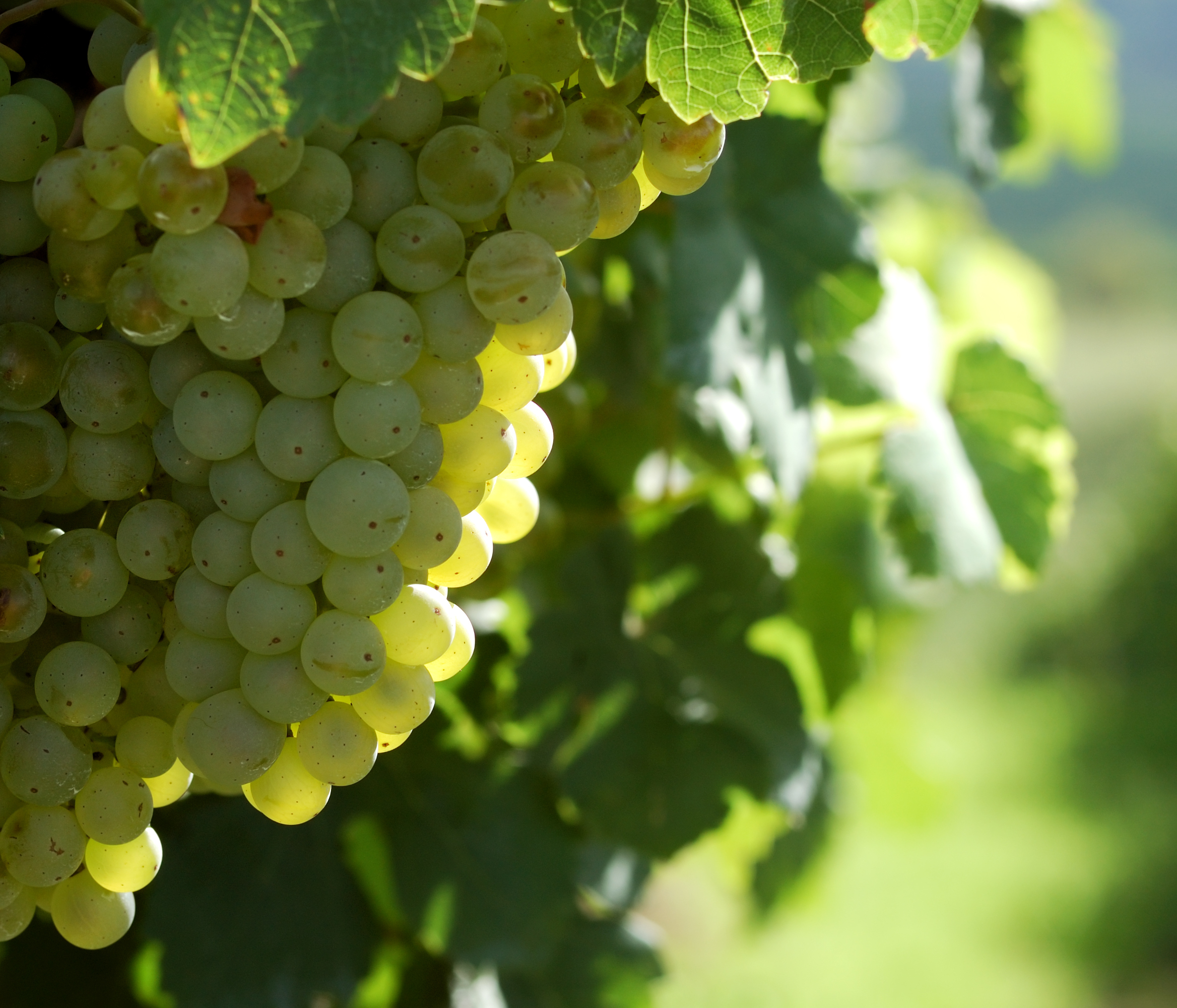 Riesling - solera.no