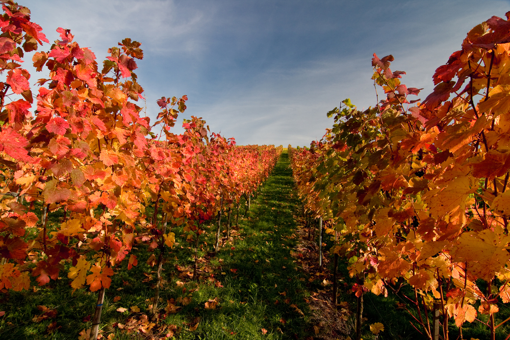 About Solera - solera.no